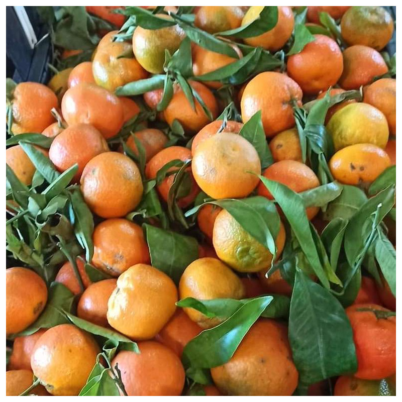 Citrus x tangelo nova | À l'ombre des figuiers