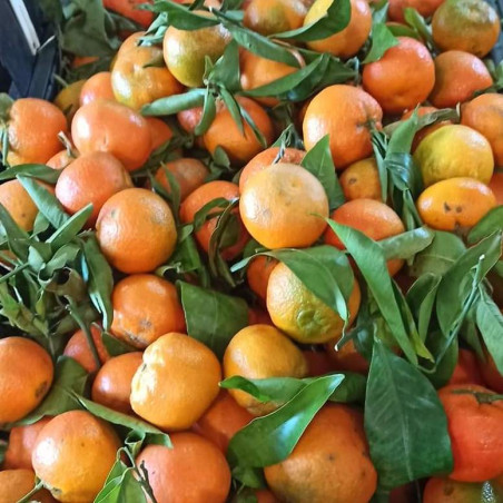 Citrus x tangelo nova | À l'ombre des figuiers