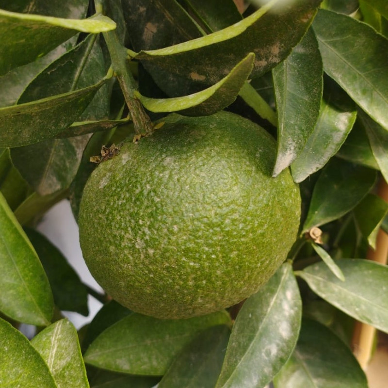 Citrus x tangelo mandanova | À l'ombre des figuiers