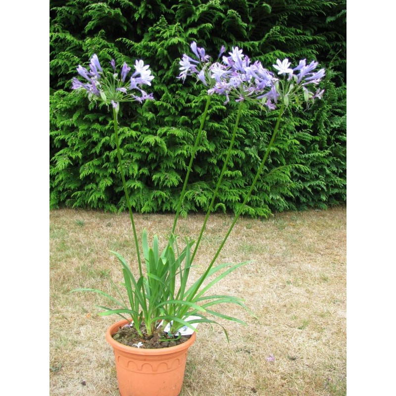 Agapanthus 'Dr Brouwer' | À l'ombre des figuiers