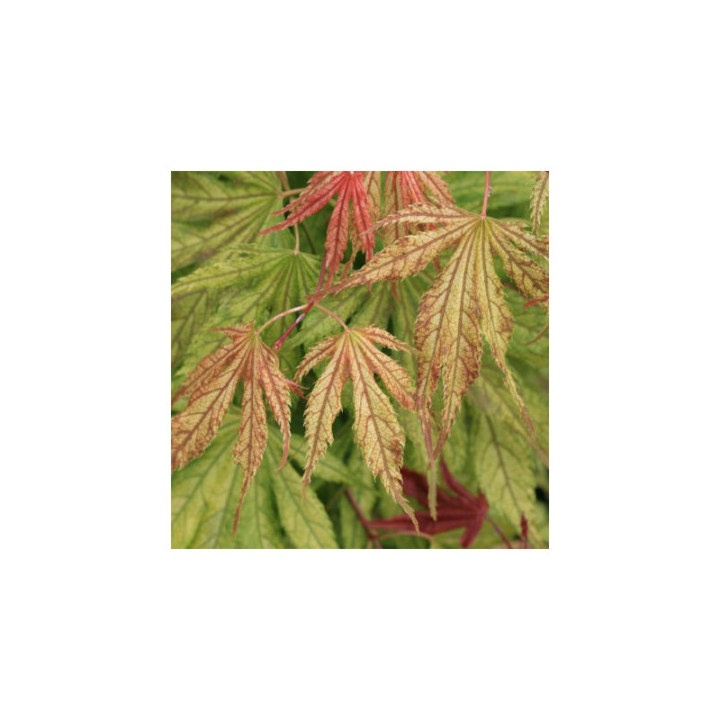 Acer palmatum elmwood, maple tree | À l'ombre des figuiers