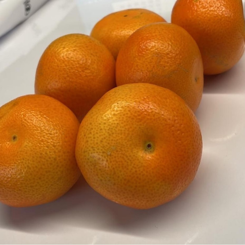 Citrus x tangelo US Early Pride® | À l'ombre des figuiers