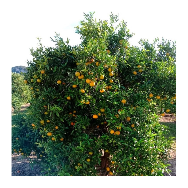 Citrus x tangelo US early pride® | À l'ombre des figuiers