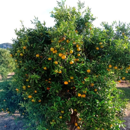 Citrus x tangelo US early pride® | À l'ombre des figuiers