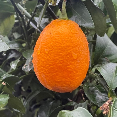 Citrangequat Thomasville | À l'ombre des figuiers