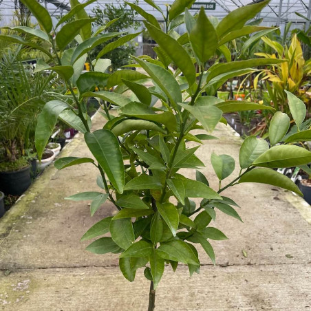 Citrus clementina clemenules | À l'ombre des figuiers