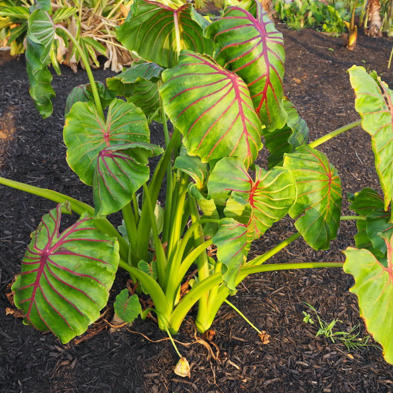 Colocasia 'FLOCOLEGY' Pharaohs Mask red® | À l'ombre des figuiers