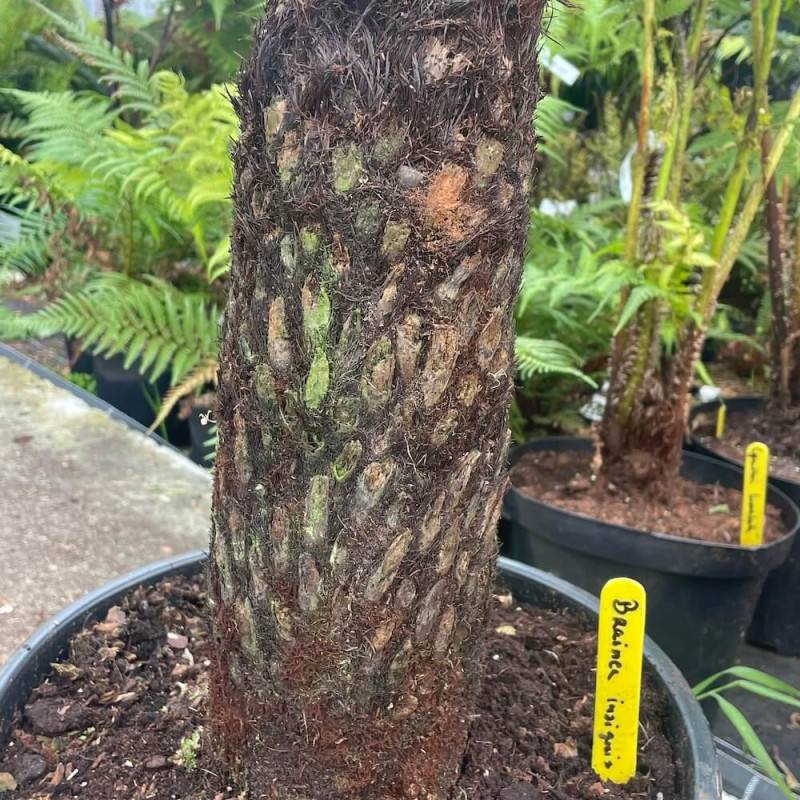 Brainea insignis, tree fern | À l'ombre des figuiers