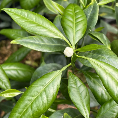 Citrus reticulata Changsha | À l'ombre des figuiers