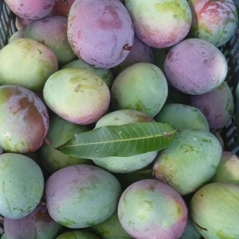 Mangifera indica Kent, mango tree | À l'ombre des figuiers