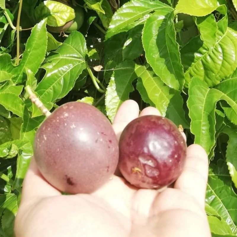 Passiflora Breizh Tehani, passion fruit | À l'ombre des figuiers