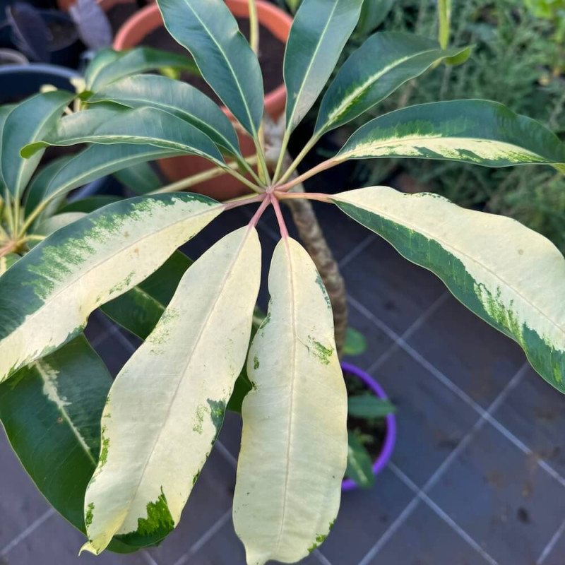 Schefflera pueckleri variegata, Tupidanthus calyptratus variegata | À l ...