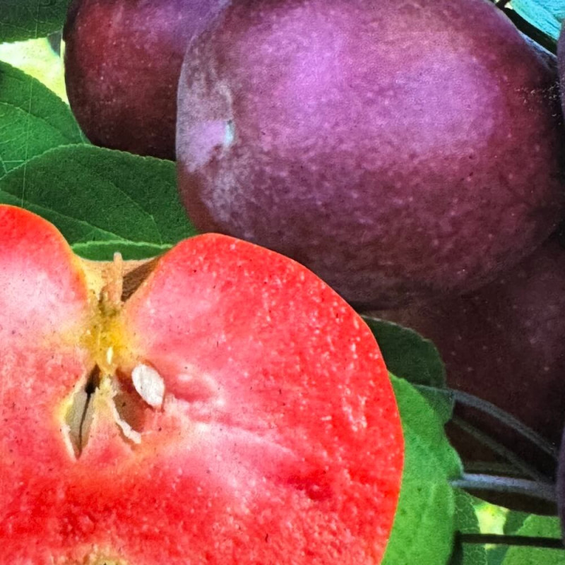 Malus domestica Red Moon®, red apple | À l'ombre des figuiers
