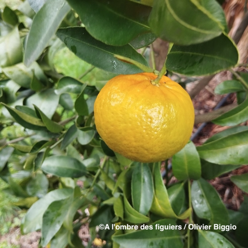 Citrus x tangelo pearl | À l'ombre des figuiers