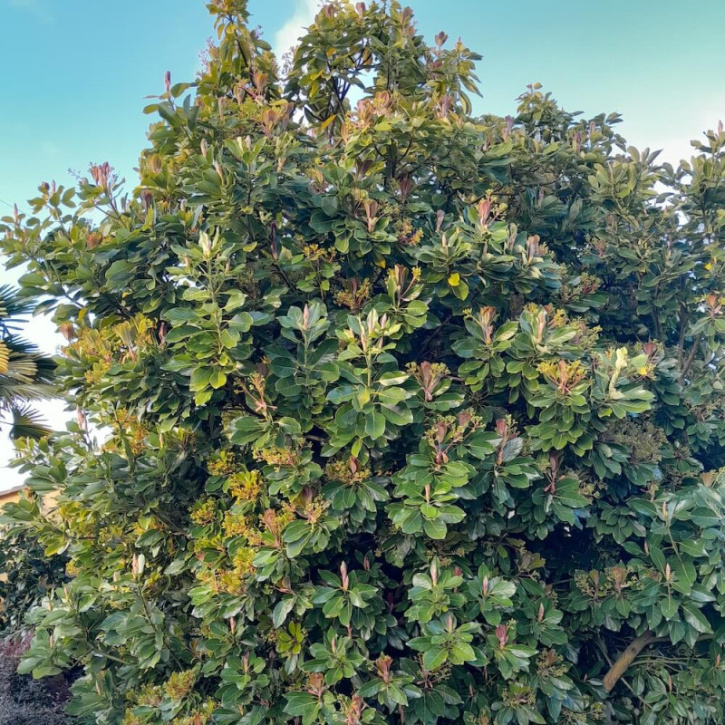 Persea chinensis, Machilus chinensis | À l'ombre des figuiers