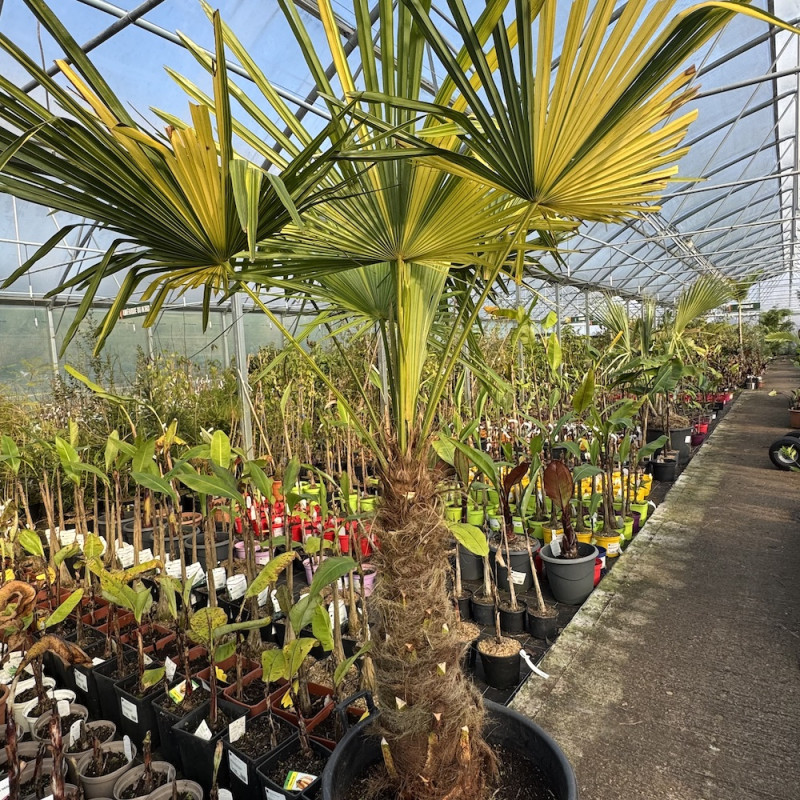 Trachycarpus fortunei variegata | À l'ombre des figuiers