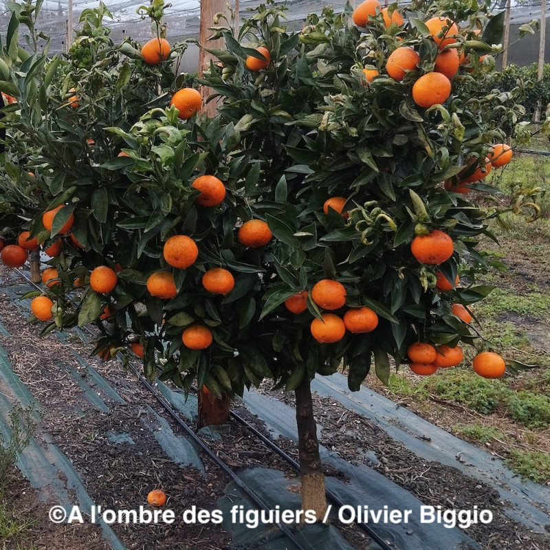 Citrus x tangelo nova | À l'ombre des figuiers