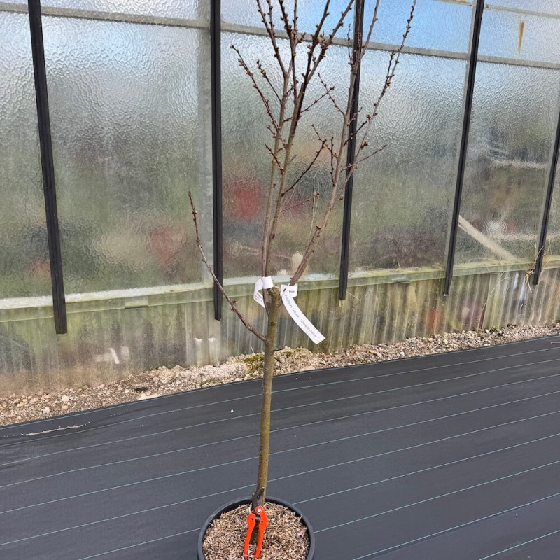 Prunus Pluot Dapple Dandy | À l'ombre des figuiers