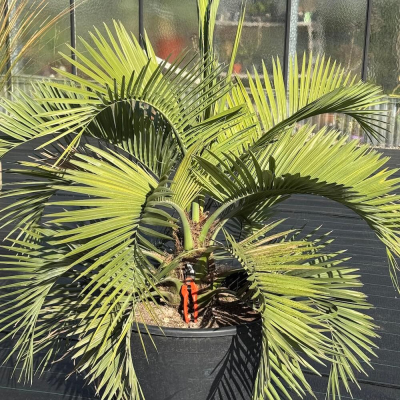 Jubutia F1, Jubaea chilensis x Butia capitata, palmier hybride ...