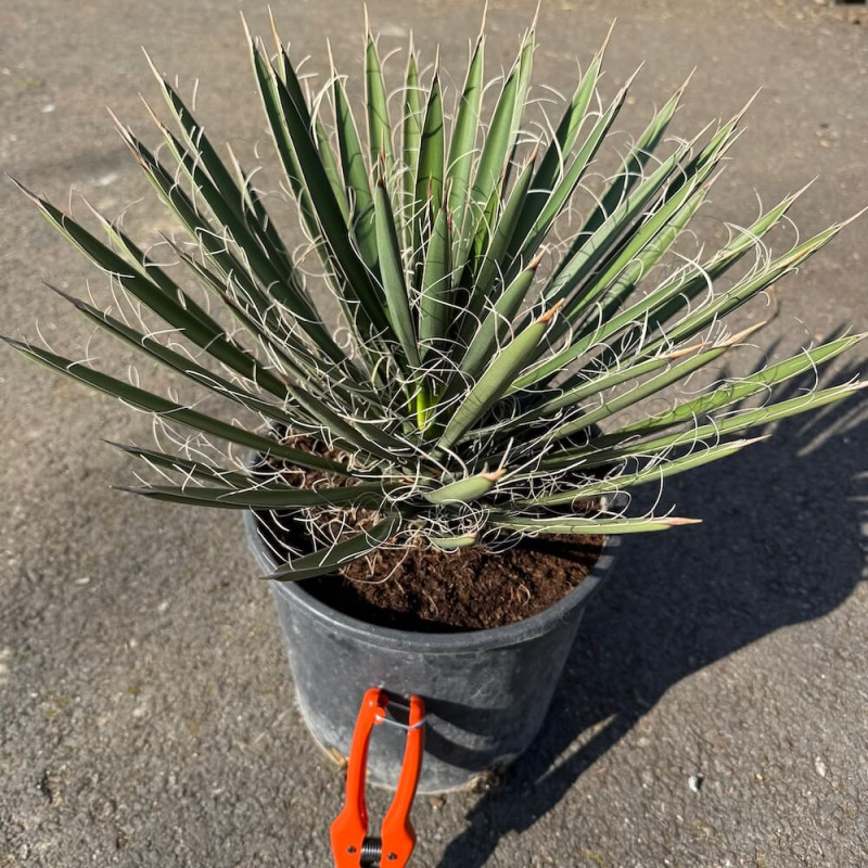 Yucca filifera, palmier de Saint-Pierre | À l'ombre des figuiers