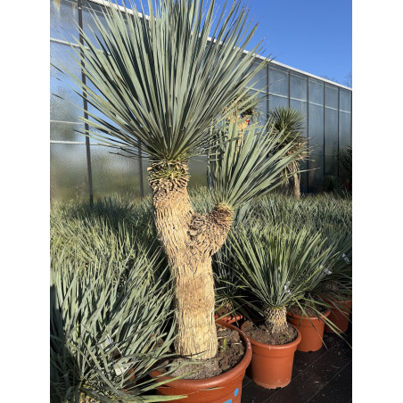 Multi-headed Yucca rostrata 'blue swan' | À l'ombre des figuiers