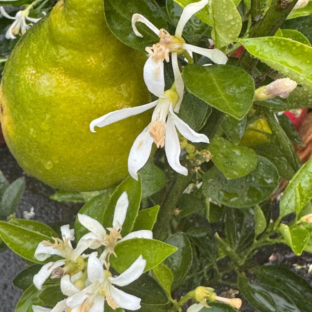 Citroncirus fortunella Citrangequat 4 saisons | À l'ombre des figuiers