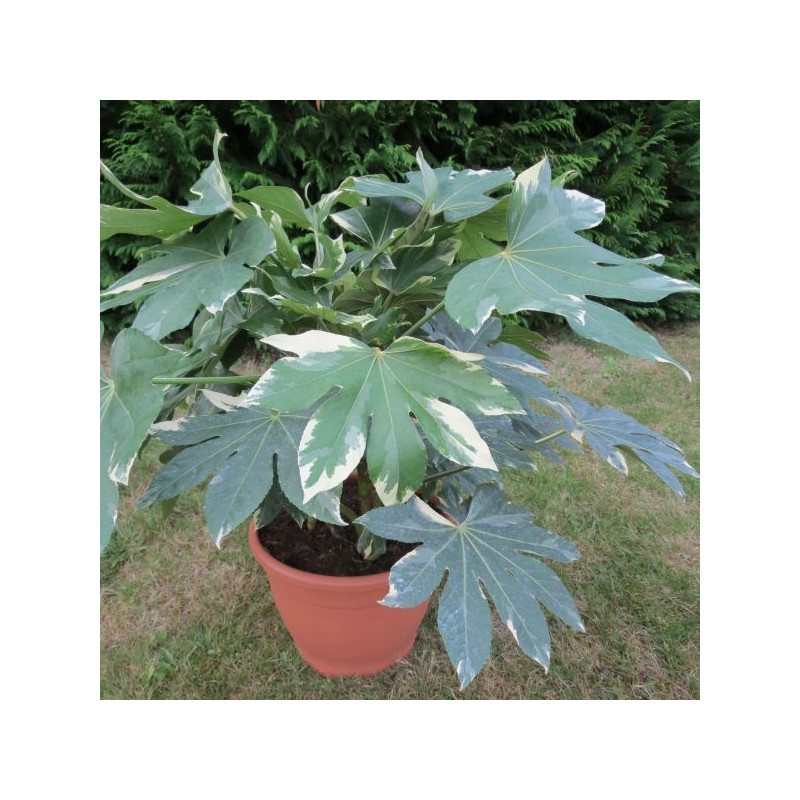 Fatsia japonica variegata, arbuste du Japon | À l'ombre des figuiers