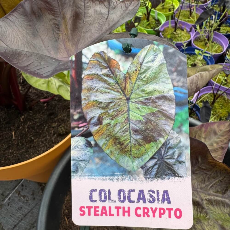 Colocasia Stealth Crypto® | À l'ombre des figuiers