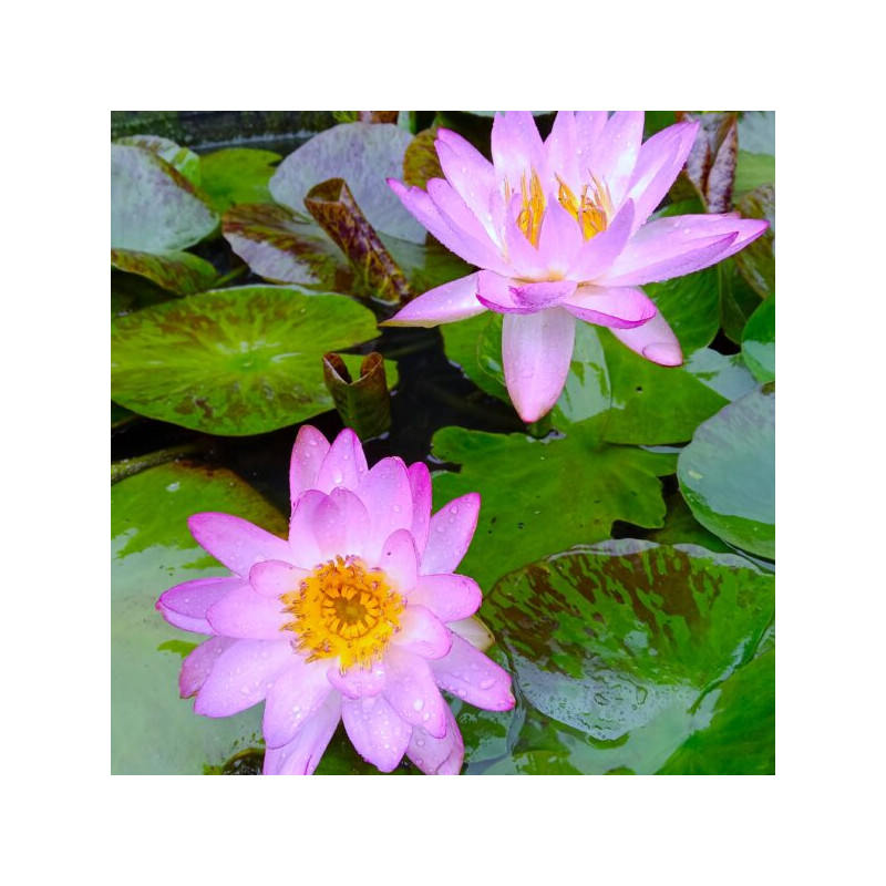 Nymphaea Fay McDonald, waterlily | À l'ombre des figuiers