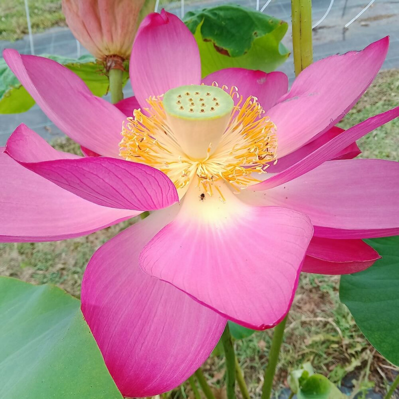 Nelumbo Osiris, Lotus | À l'ombre des figuiers