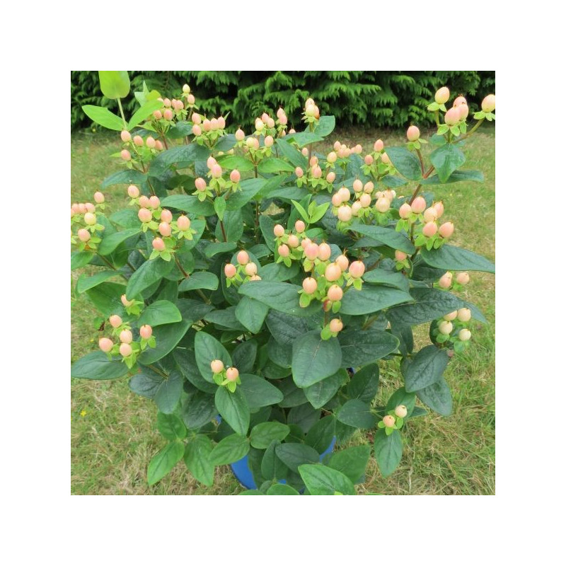 Hypericum moserianum 'orange gem' | À l'ombre des figuiers