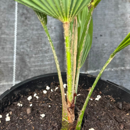 Trachycarpus sp. Kinla Hill | À l'ombre des figuiers