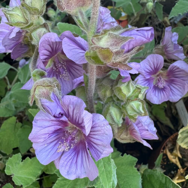 Lavatera Lilia Twirl | À l'ombre des figuiers