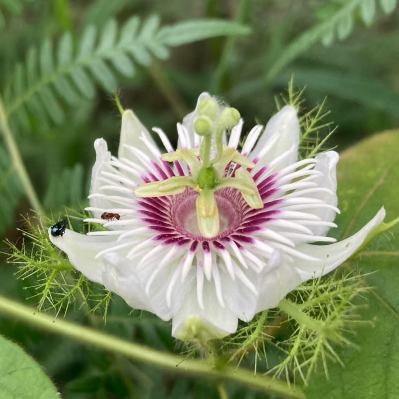 Passiflora foetida, passiflore, fruit de la passion, Poc Poc | À l'ombre des figuiers