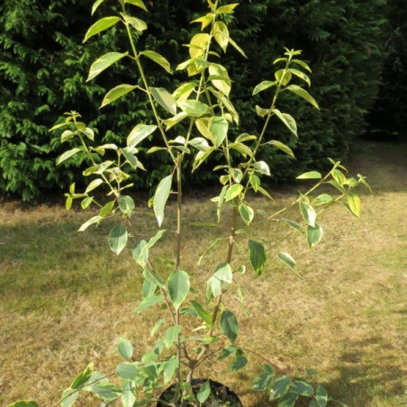 Aristotelia chilensis variegata, Chilian shrub | À l'ombre des figuiers