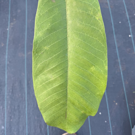 Magnolia rostrata | À l'ombre des figuiers