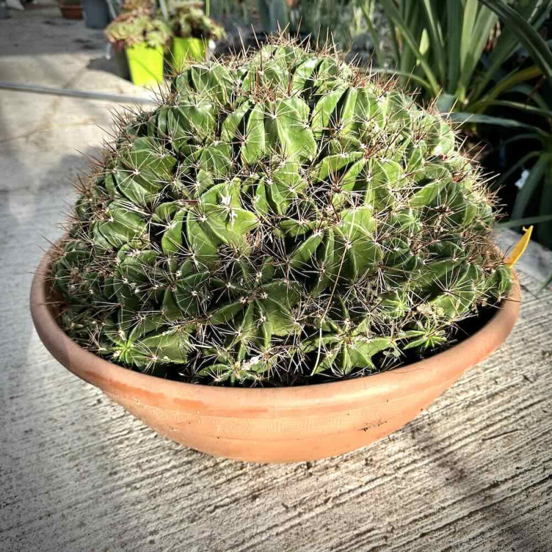 Ferocactus robustus | À l'ombre des figuiers