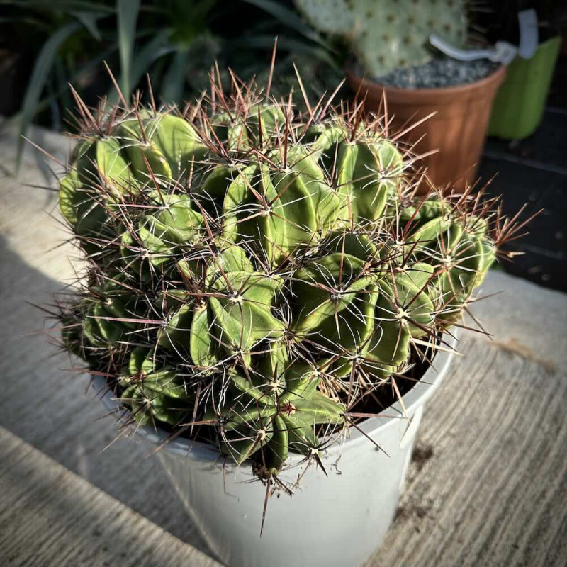 Ferocactus robustus | À l'ombre des figuiers