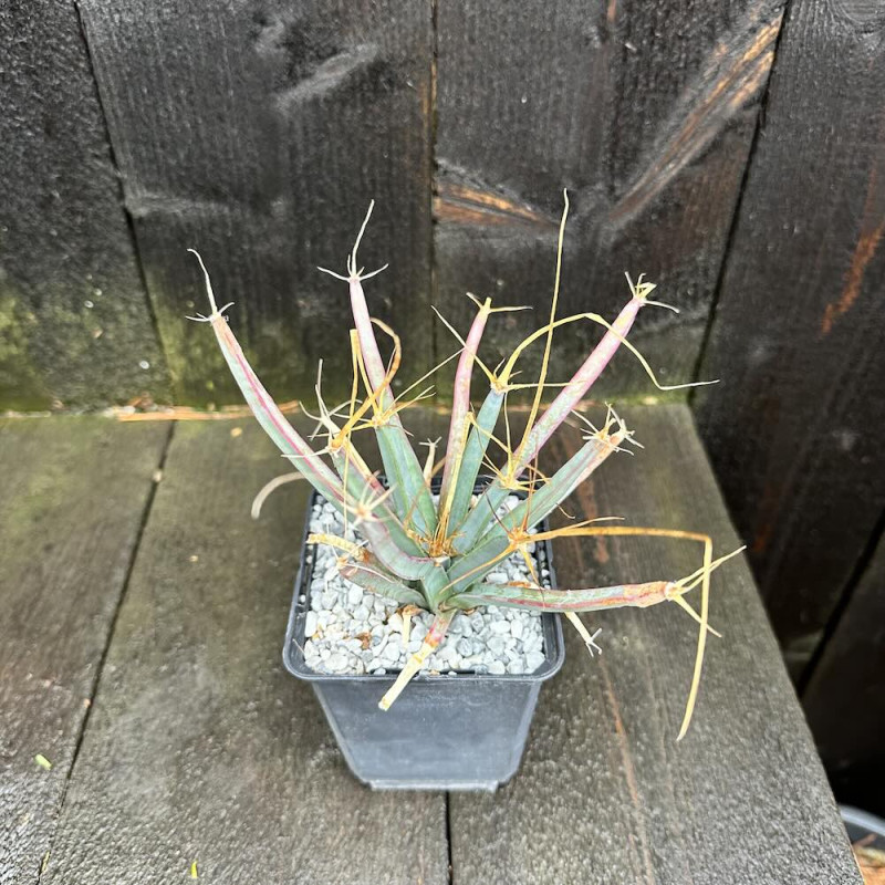 Leuchtenbergia principis | À l'ombre des figuiers