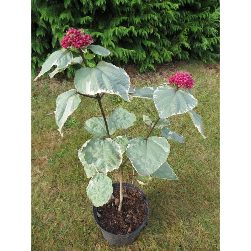 Clerodendrum bungei 'pink diamond' | À l'ombre des figuiers