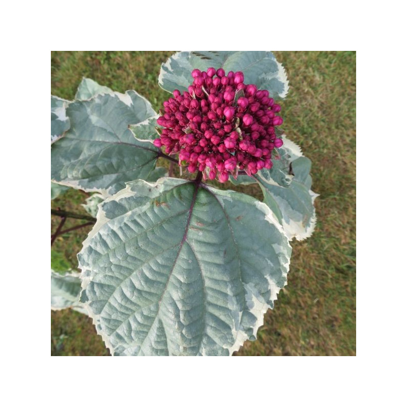 Clerodendrum bungei 'pink diamond' | À l'ombre des figuiers