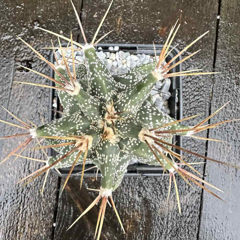 Astrophytum ornatum | À l'ombre des figuiers