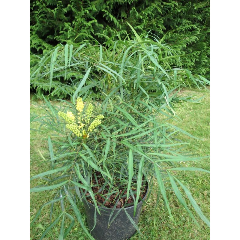 Mahonia eurybracteata 'soft caress'® | À l'ombre des figuiers