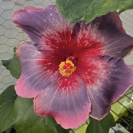 Hibiscus Chi's Garden Rose in Palm | À l'ombre des figuiers