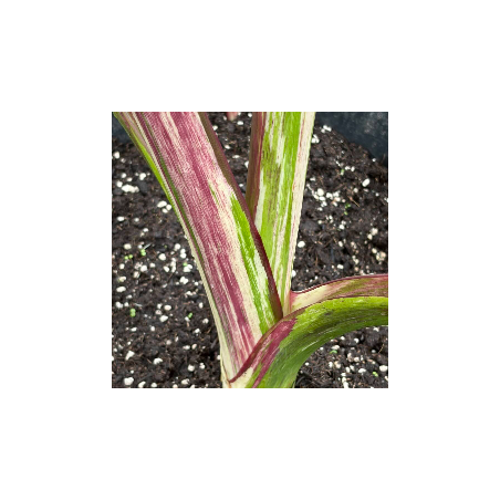 Colocasia Gullite | À l'ombre des figuiers